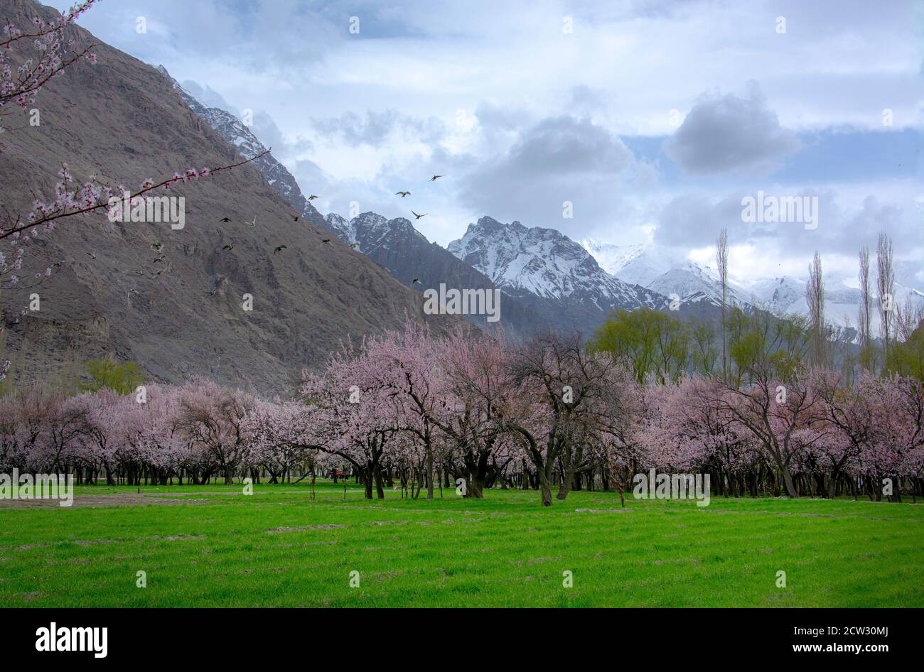 spring landscape photography of cherry blossom in northern areas of ...