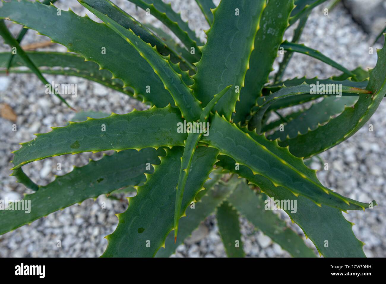 Branches of an aloe bush close up. Aloe Plant used in Health-Care and ...