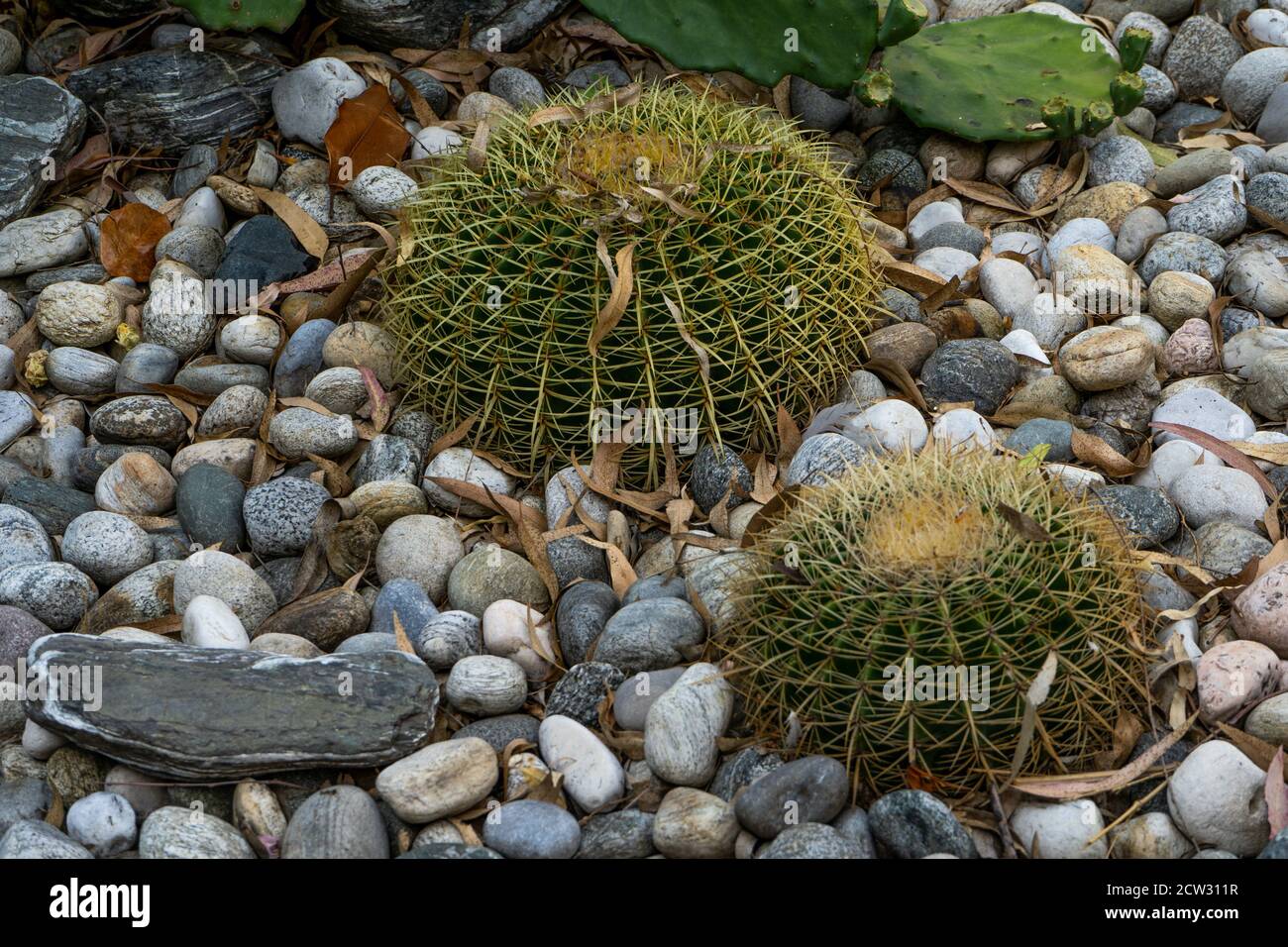 Blue grey cactus hi-res stock photography and images - Alamy