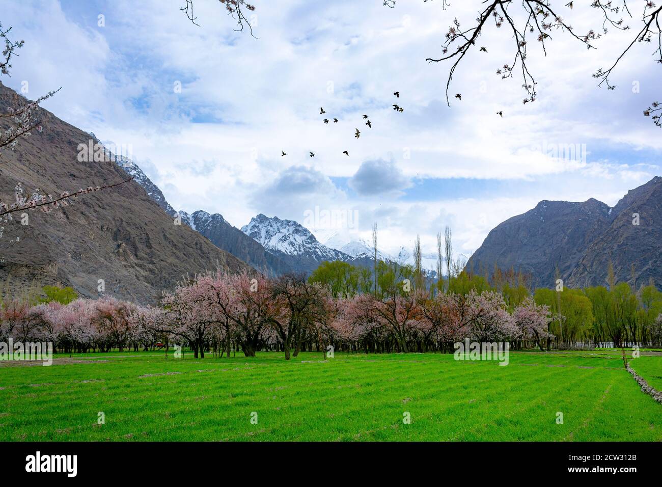 spring landscape photography of cherry blossom in northern areas of ...