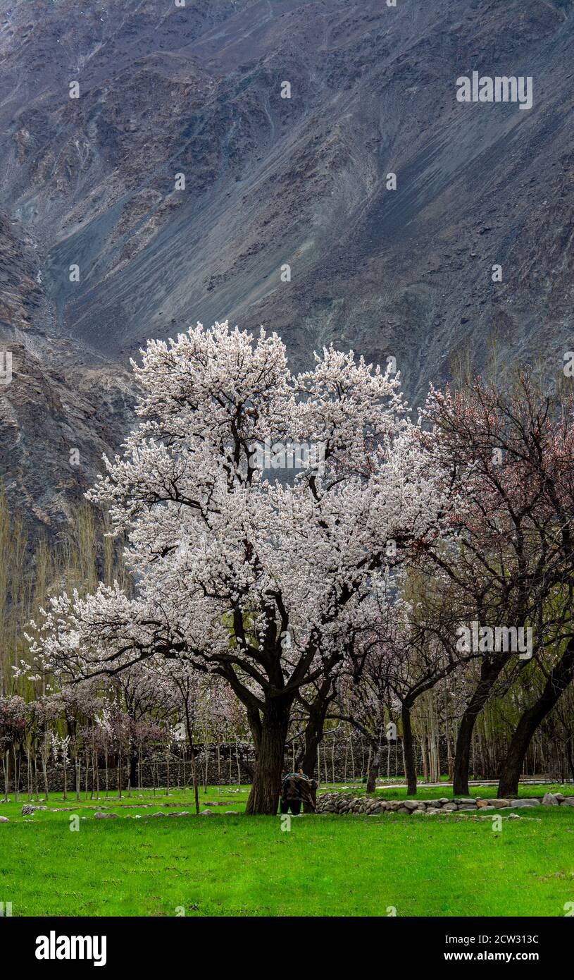spring landscape photography of cherry blossom in northern areas of ...