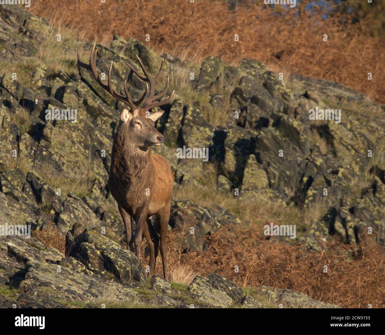 Red Deer Stag up in the rocks in early morning sunlight Stock Photo - Alamy