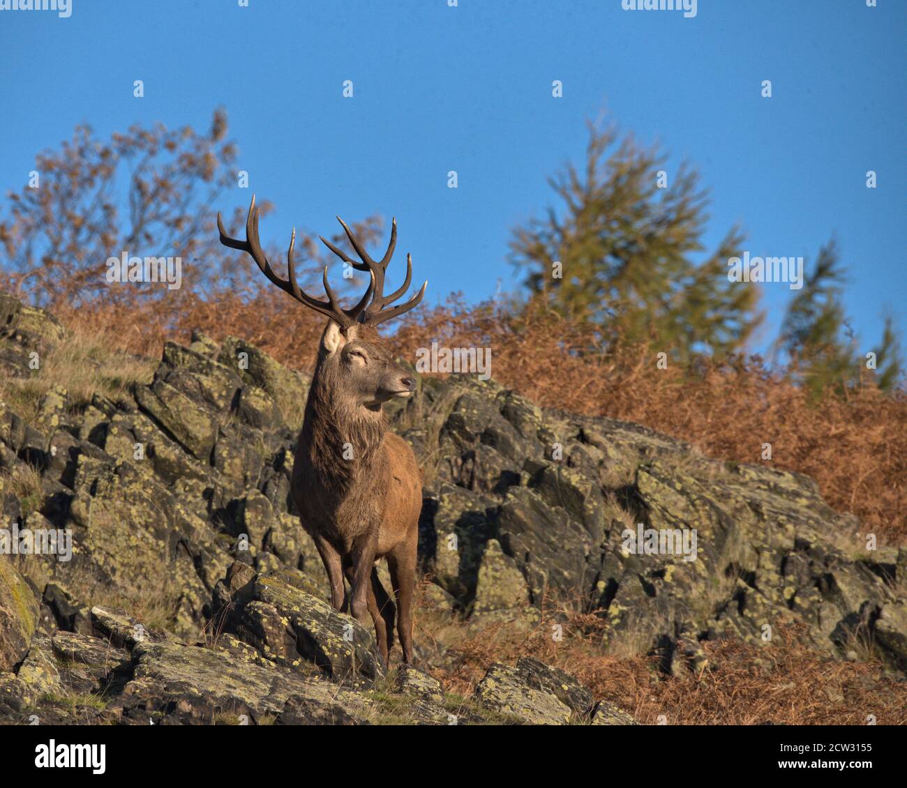 Majestic red deer stag hi-res stock photography and images - Alamy