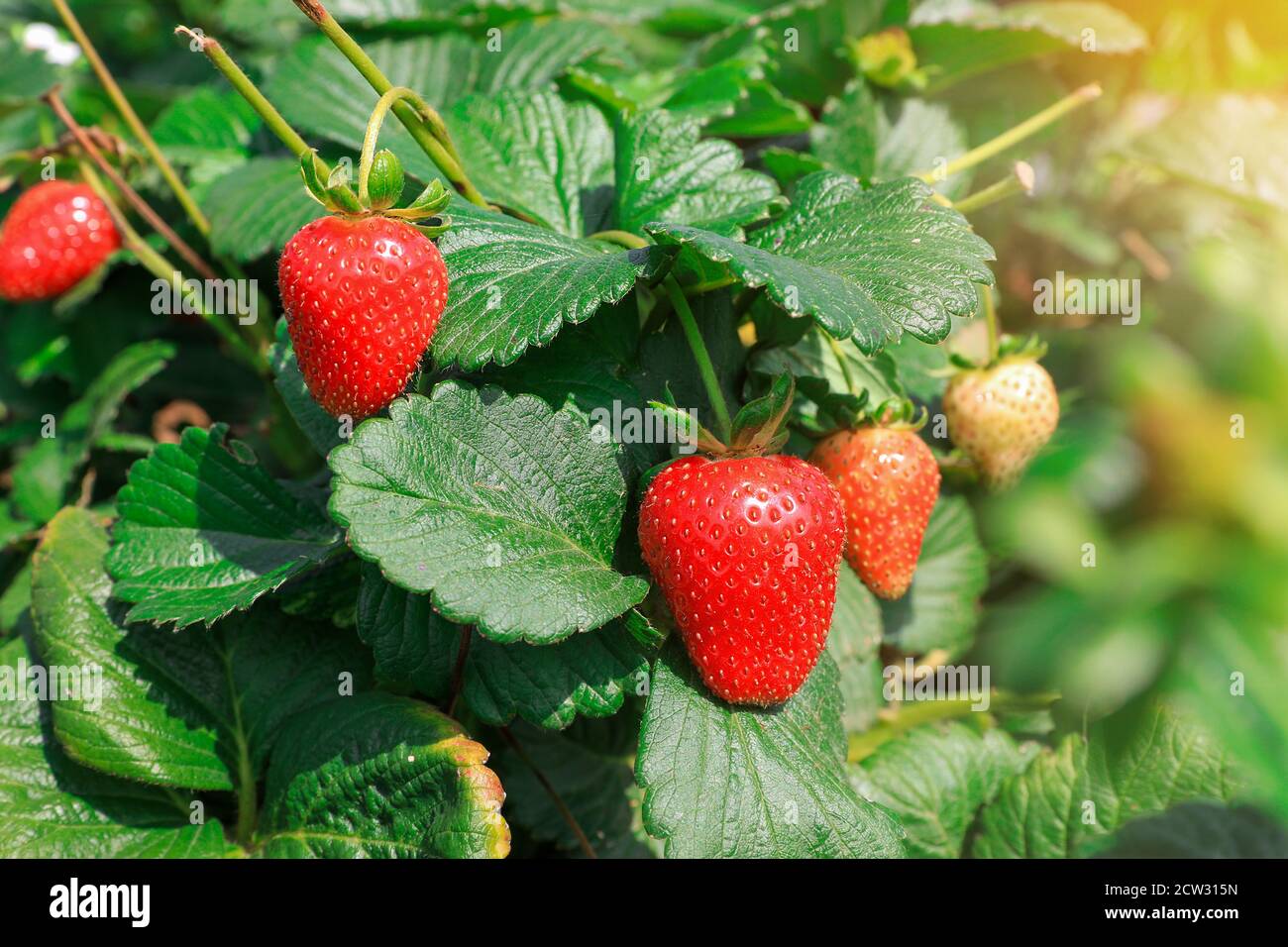 Strawberry fruit ripe strawberries fruits hi-res stock photography and ...