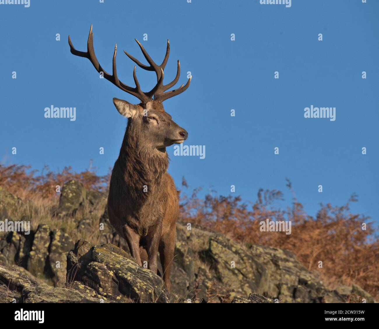Stag Rocks High Resolution Stock Photography and Images - Alamy