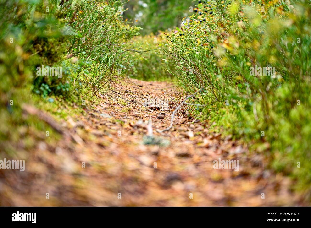 low perspective over narrow walking path through forest Stock Photo - Alamy