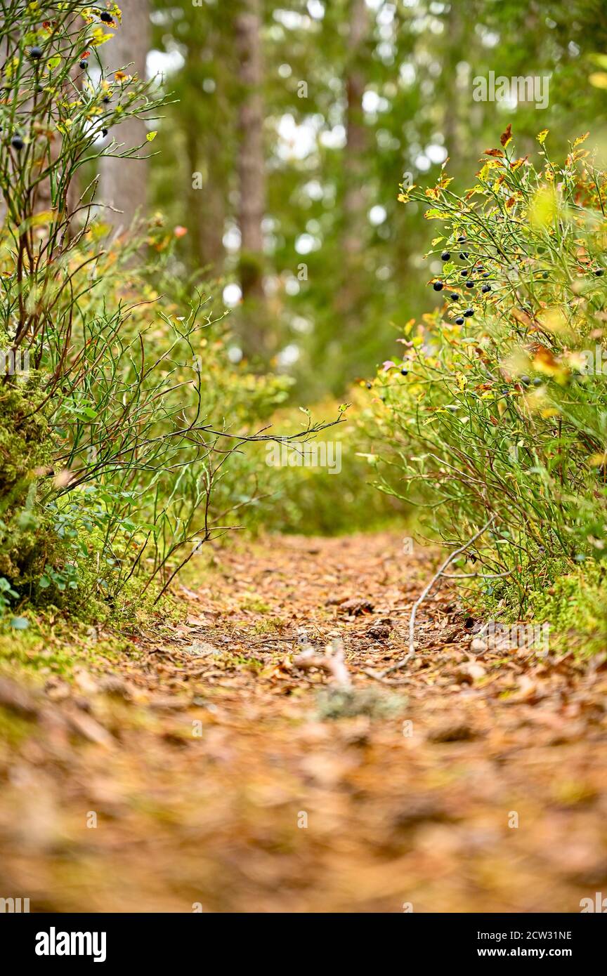 low perspective over narrow walking path through forest Stock Photo - Alamy