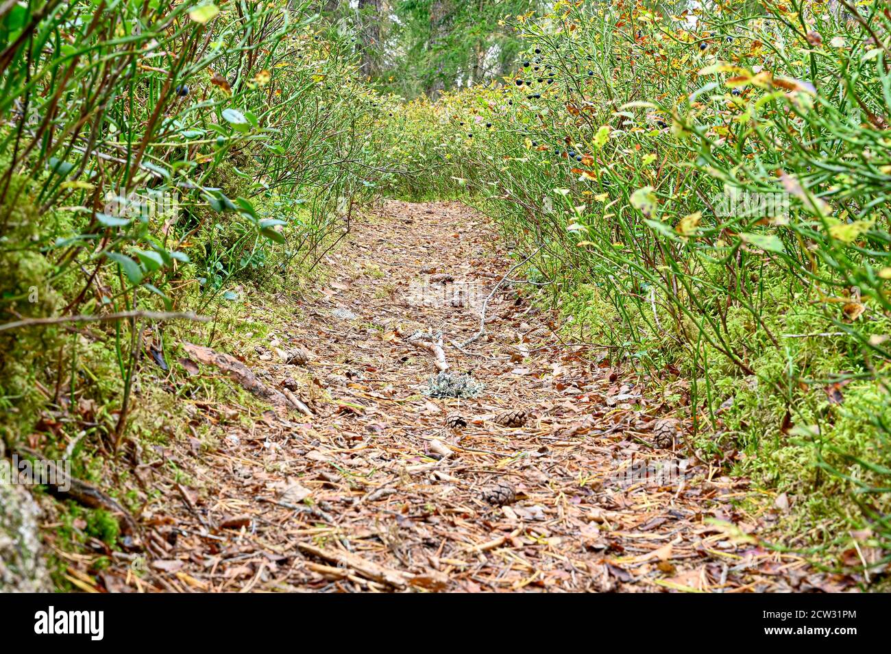 low perspective over narrow walking path through forest Stock Photo - Alamy