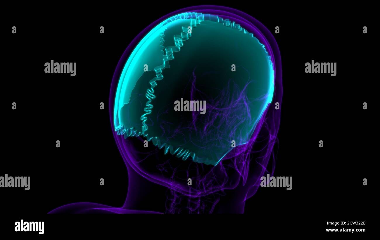 Human Skeleton Skull Parietal Bone Anatomy For Medical Concept 3D ...