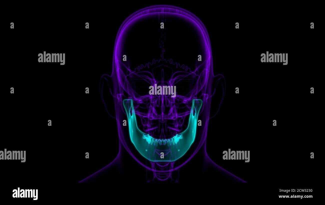 Human Skeleton Skull Mandible Bone Anatomy For Medical Concept 3D ...
