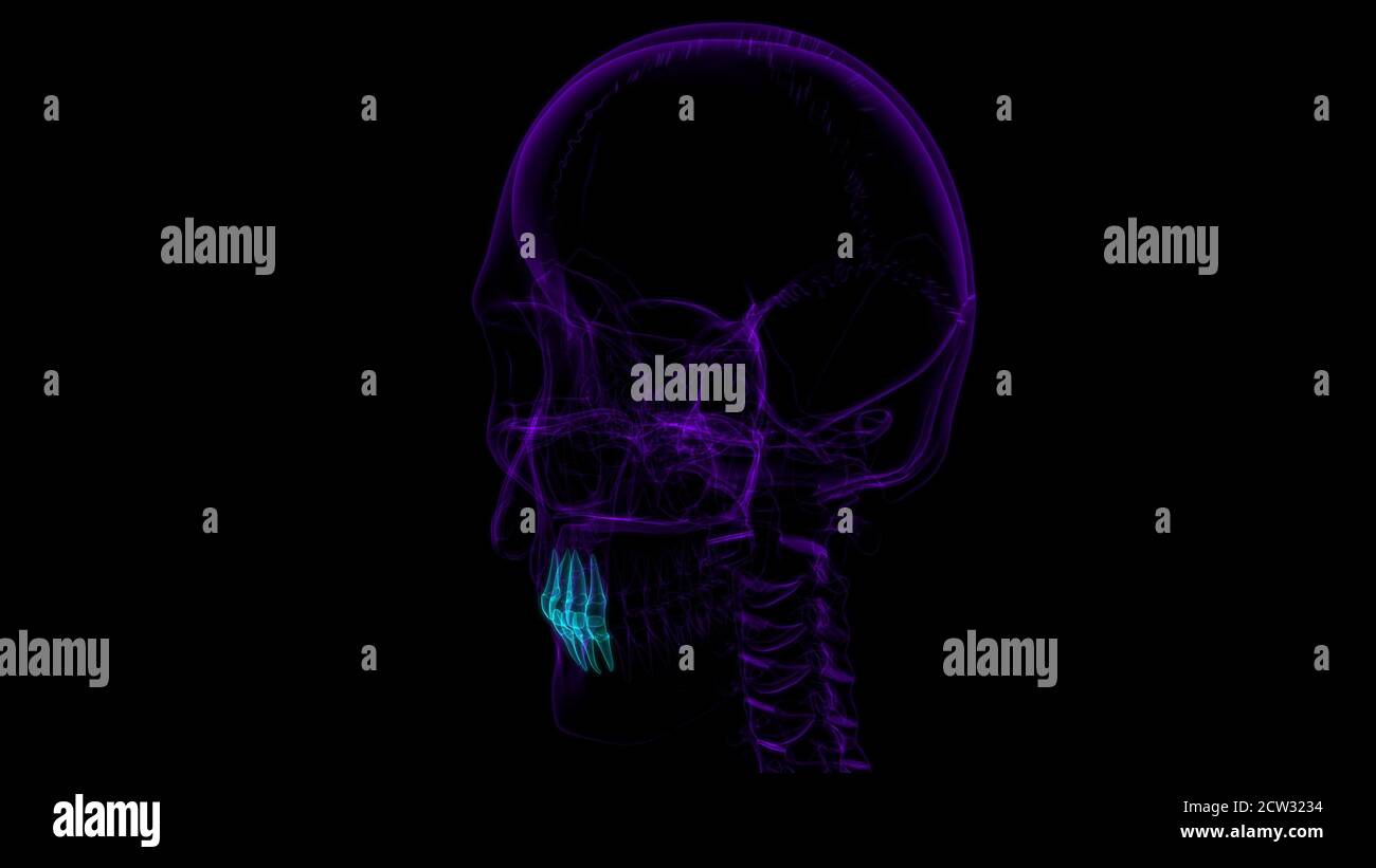 Human Teeth Incisors Anatomy 3D Illustration For Medical Concept Stock ...
