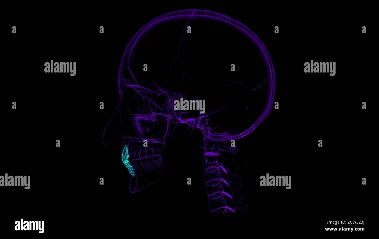 Human Teeth Incisors Anatomy 3D Illustration For Medical Concept Stock ...
