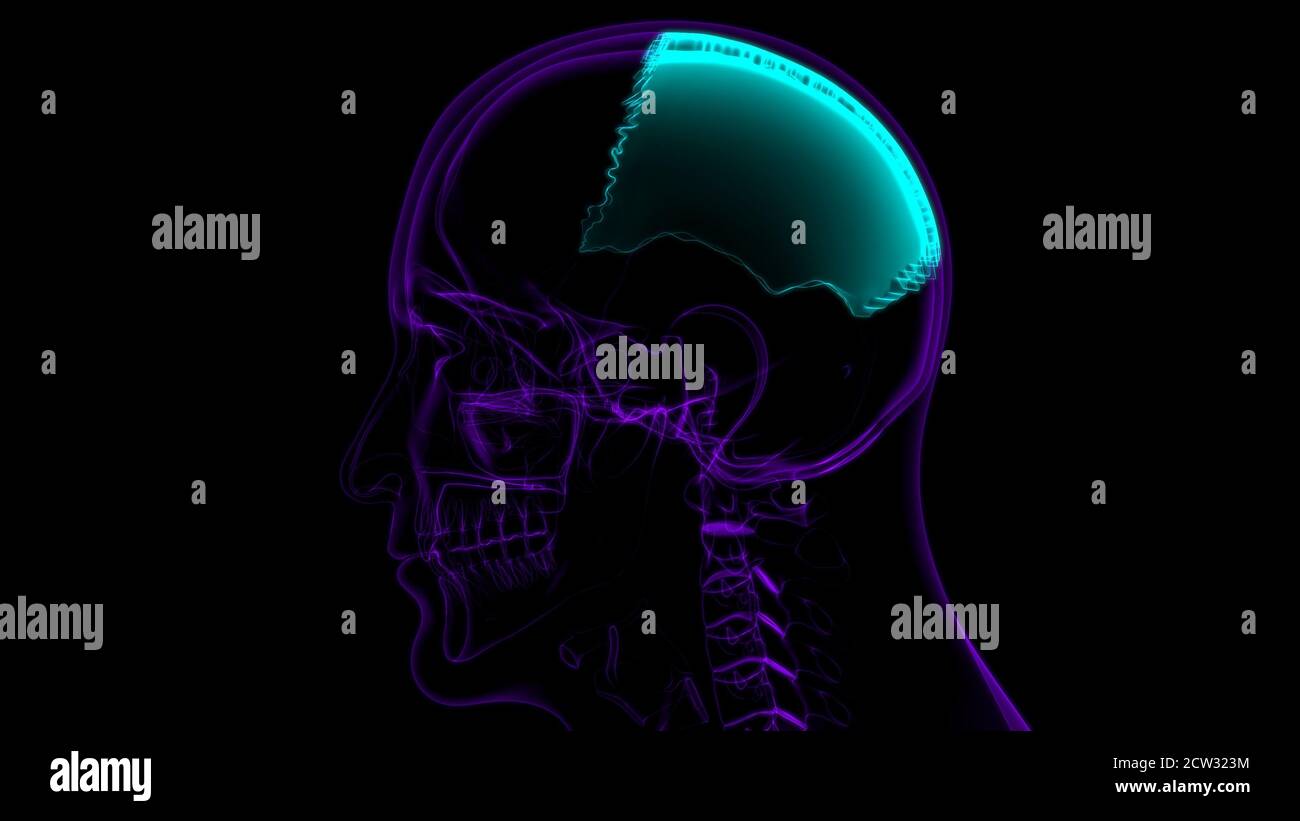 Human Skeleton Skull Parietal Bone Anatomy For Medical Concept 3D ...