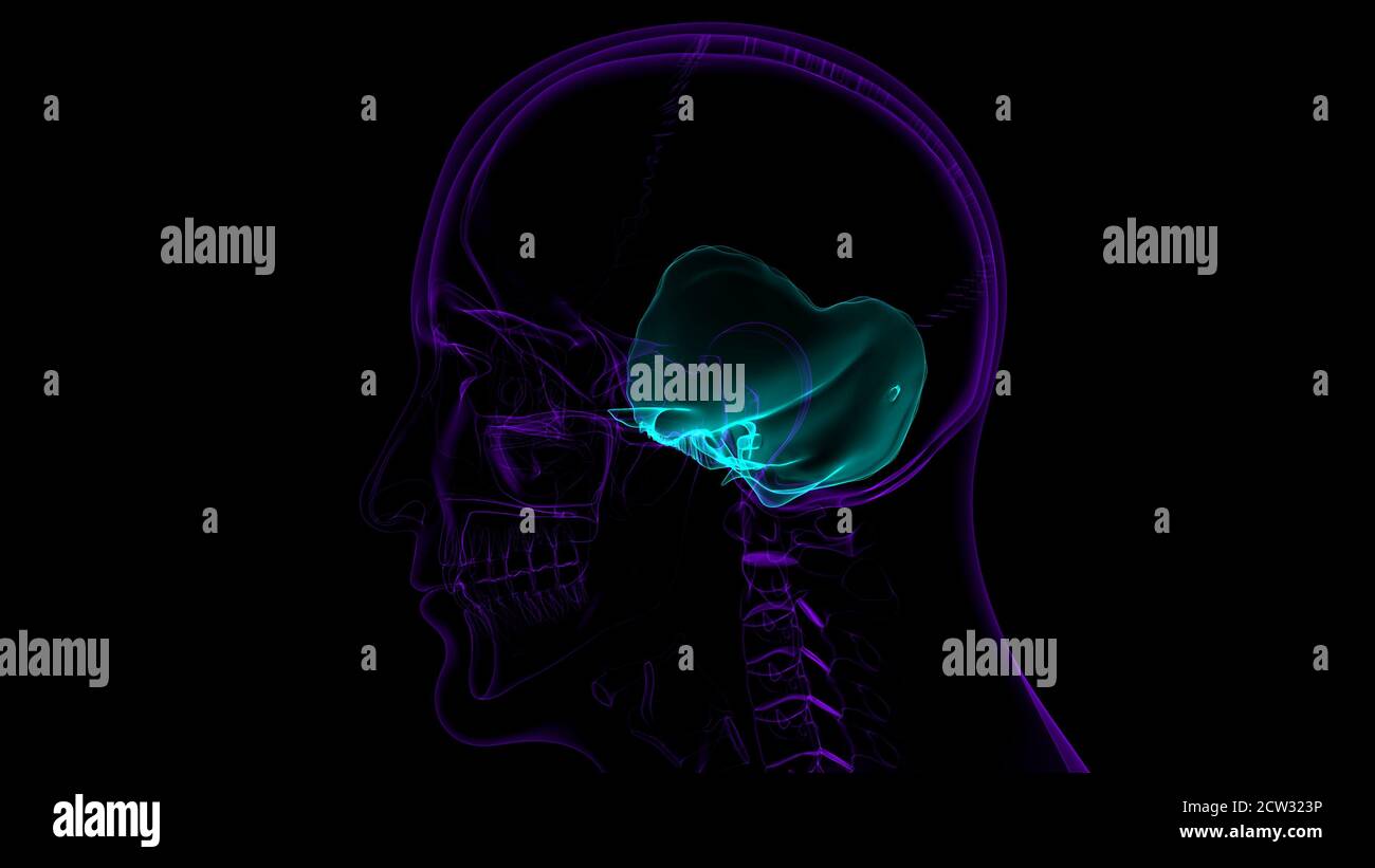 Human Skeleton Skull Temporal Bone Anatomy For Medical Concept 3D ...