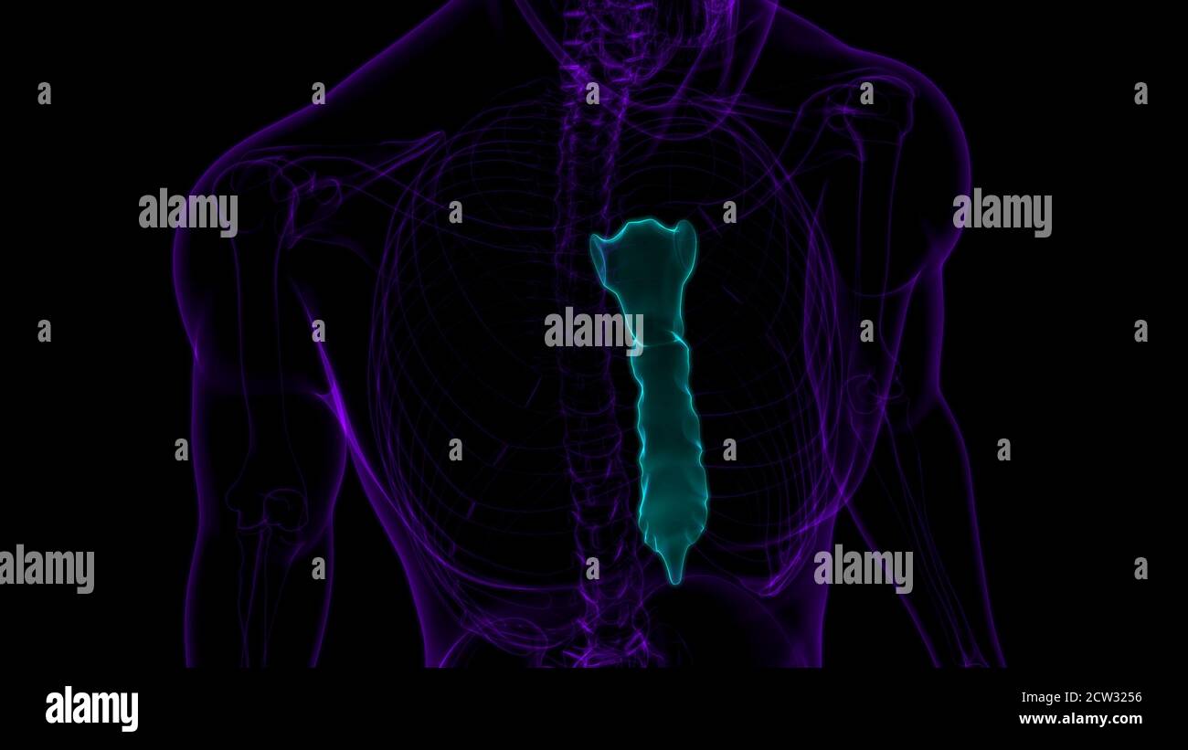 Human Skeleton Sternum Bone Anatomy For Medical Concept 3D Illustration ...