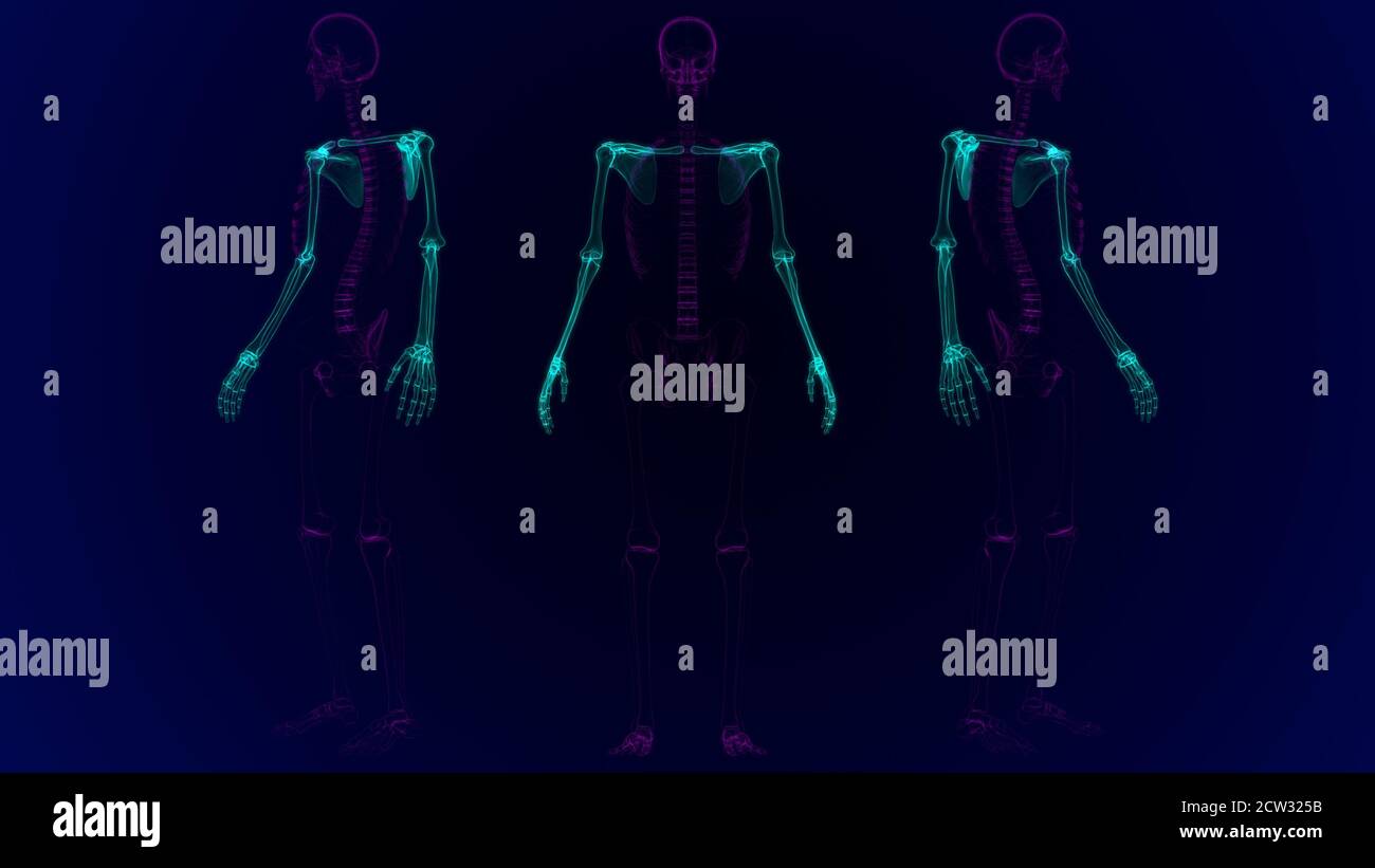 Human Skeleton Upper Limbs Anatomy 3D Illustration Stock Photo - Alamy