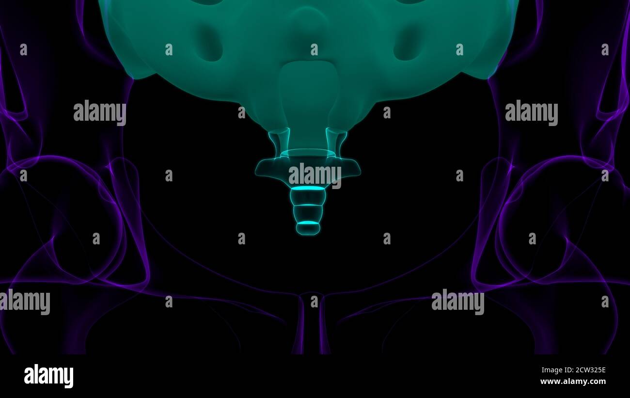 Human with tail 3d anatomy hi-res stock photography and images - Alamy