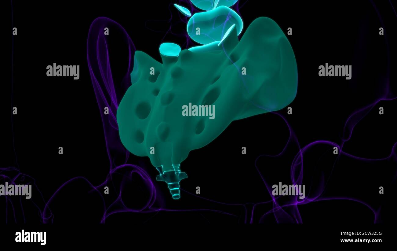 Coccyx Tail High Resolution Stock Photography and Images - Alamy