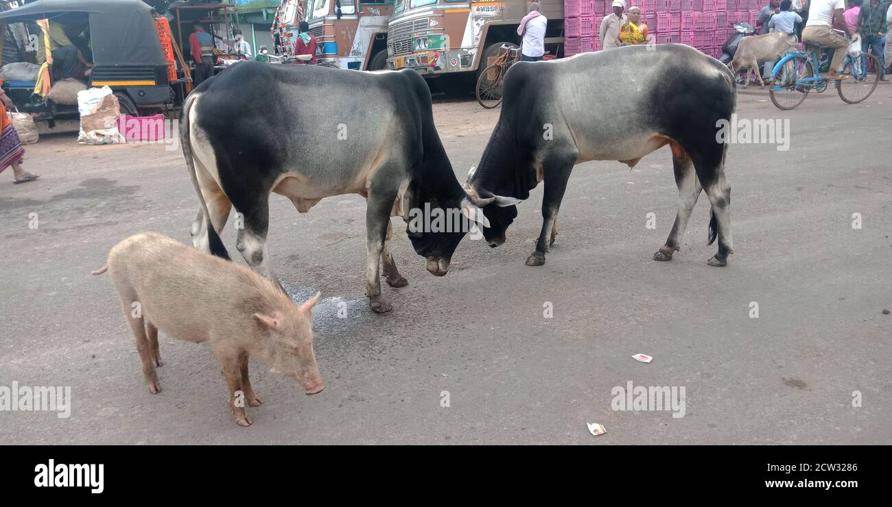 Angry cow india hi-res stock photography and images - Alamy