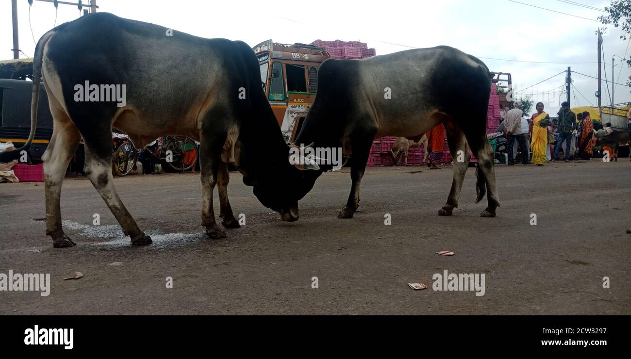 DISTRICT KATNI, INDIA - SEPTEMBER 17, 2019: Two Ox fighting together on ...