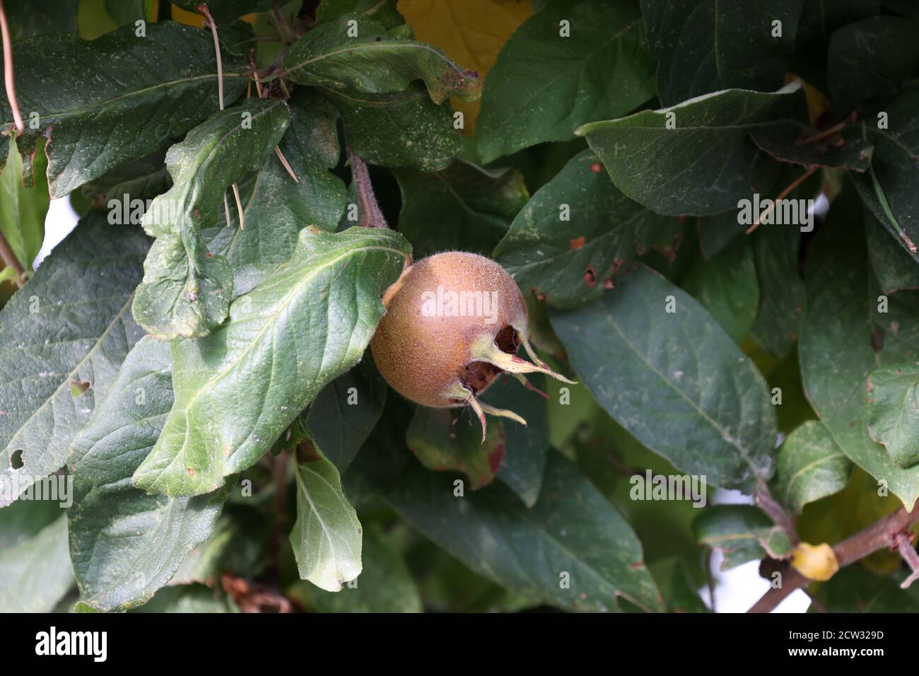 Fruit of Mespilus germanica, also named common medlar at a tree Stock ...
