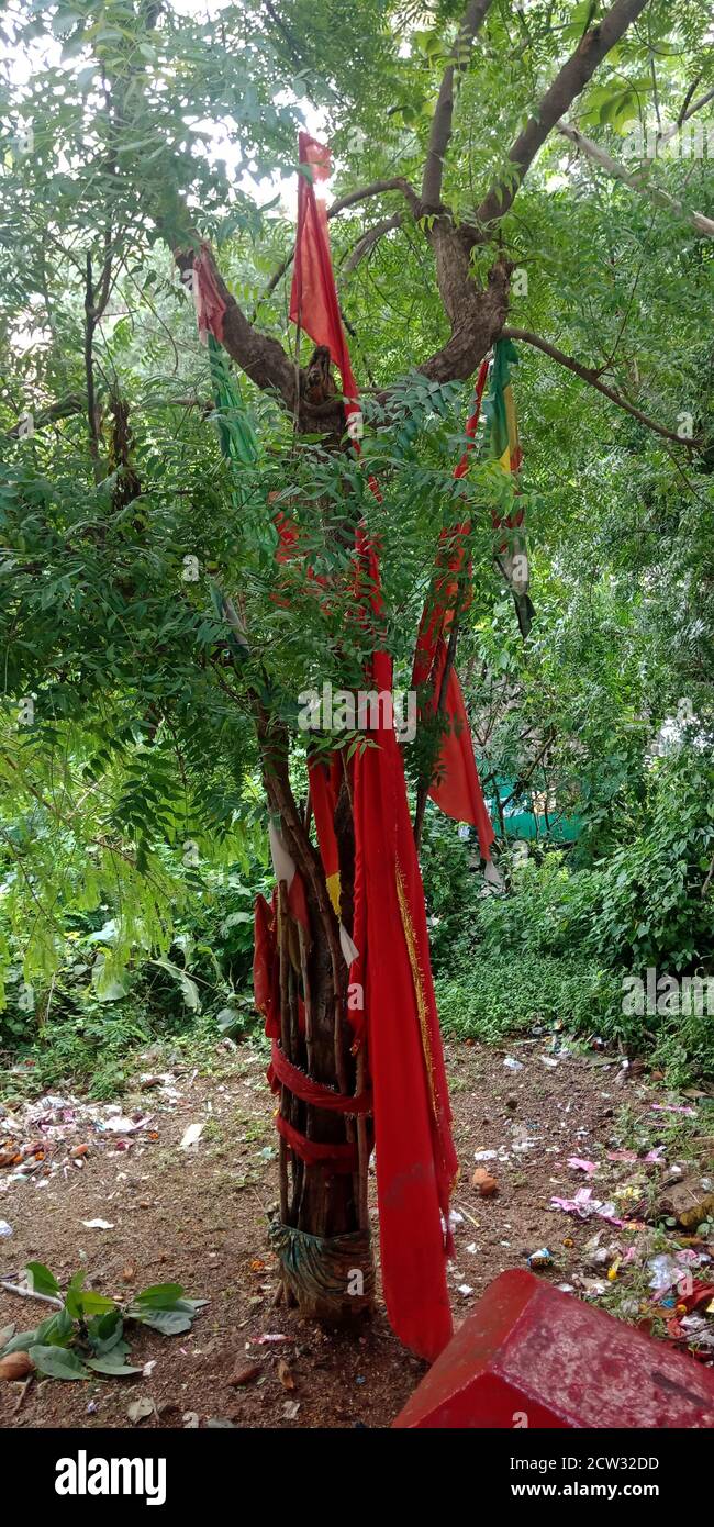 DISTRICT KATNI, INDIA - OCTOBER 04, 2019: Religious tree with red flag ...