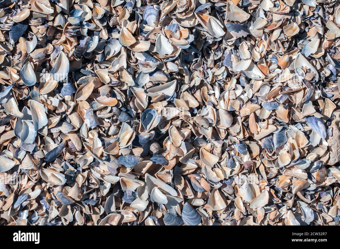 Crushed shells of black mussel Choromytilus meridionalis closeup as ...