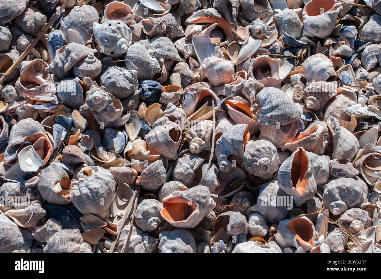 Veined rapa whelk Rapana venosa empty shells closeup as seashell ...