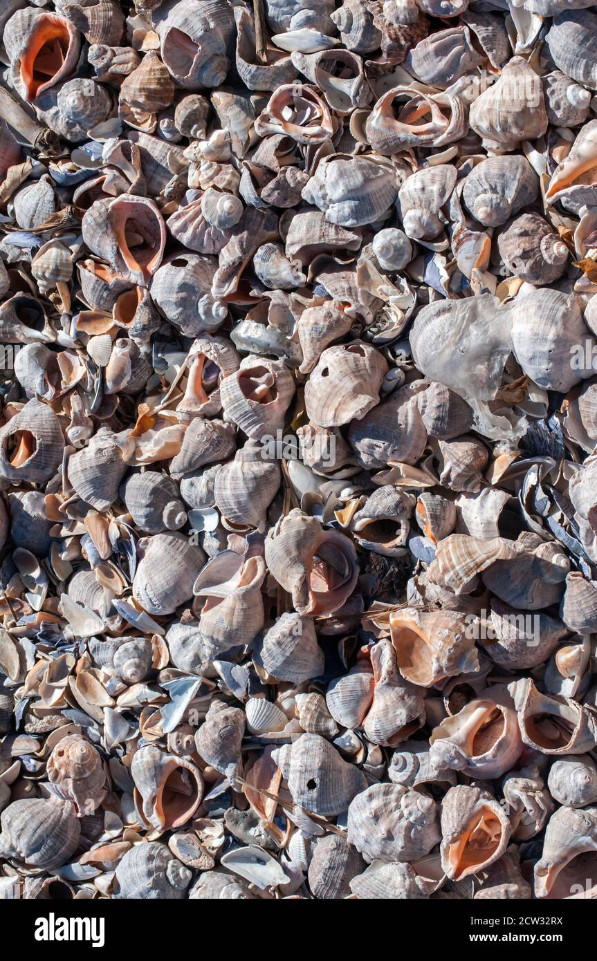 Veined rapa whelk Rapana venosa empty shells closeup as seashell ...