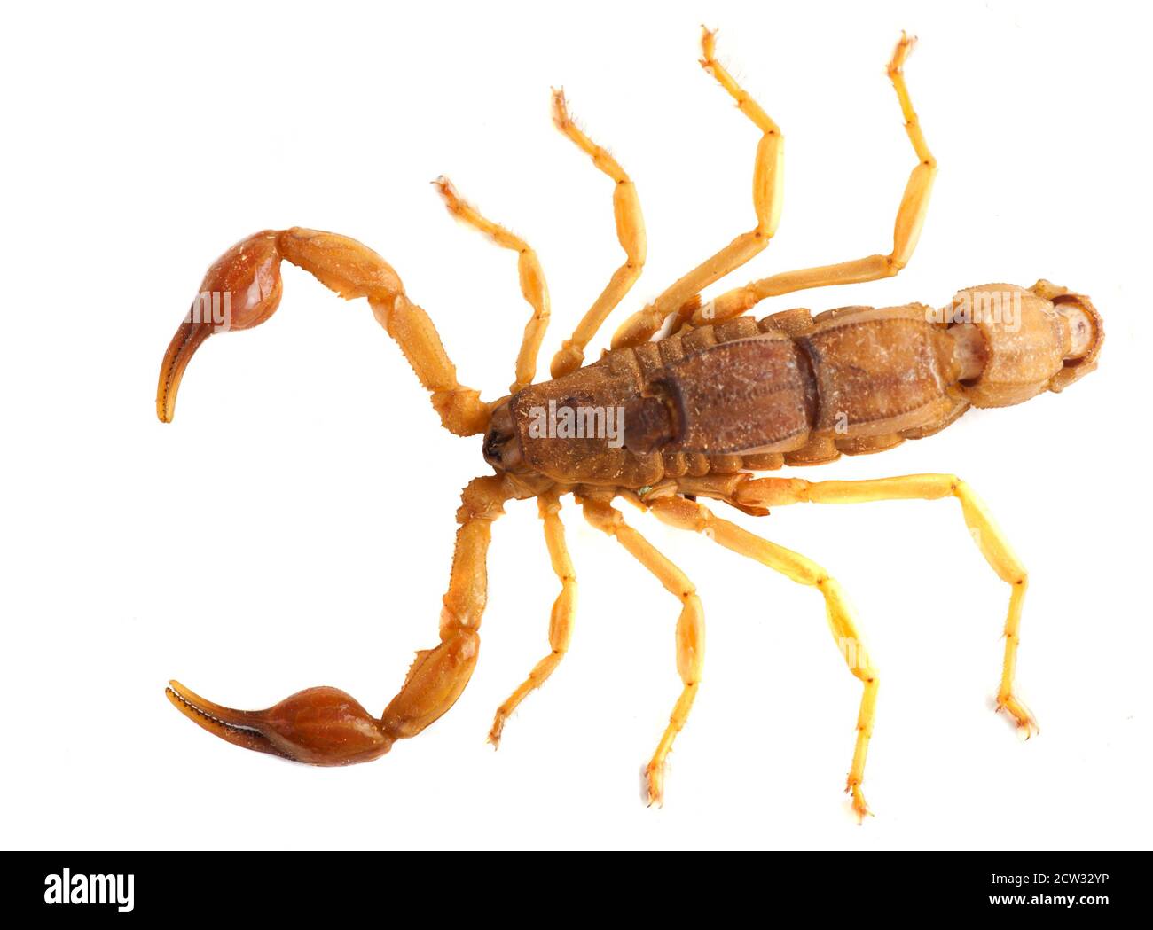 Poisonous scorpion androctonus australis isolated on white background ...