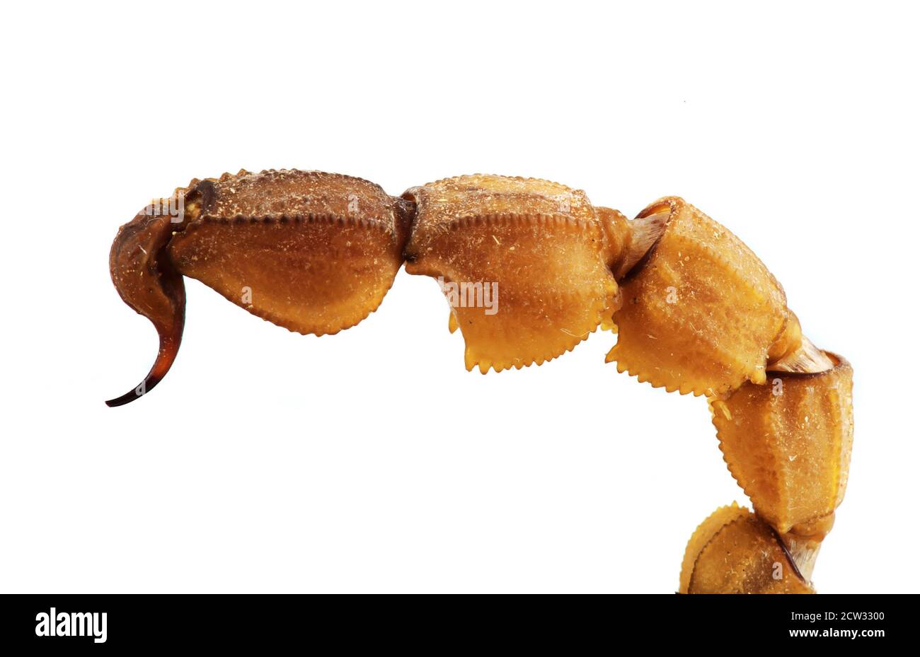 Scorpion sting hi-res stock photography and images - Alamy