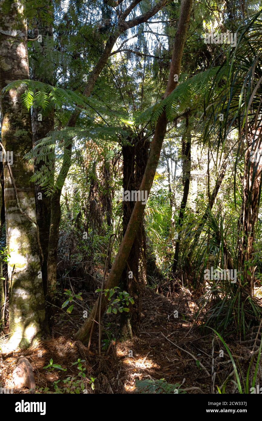 New Zealand bush, native plants on a spring day Stock Photo - Alamy