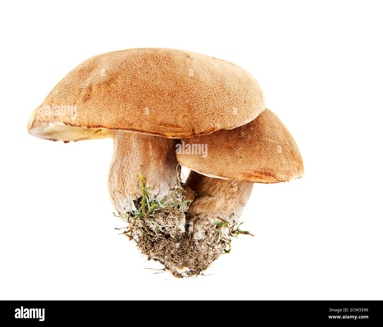 Cep collecting Cut Out Stock Images & Pictures - Alamy
