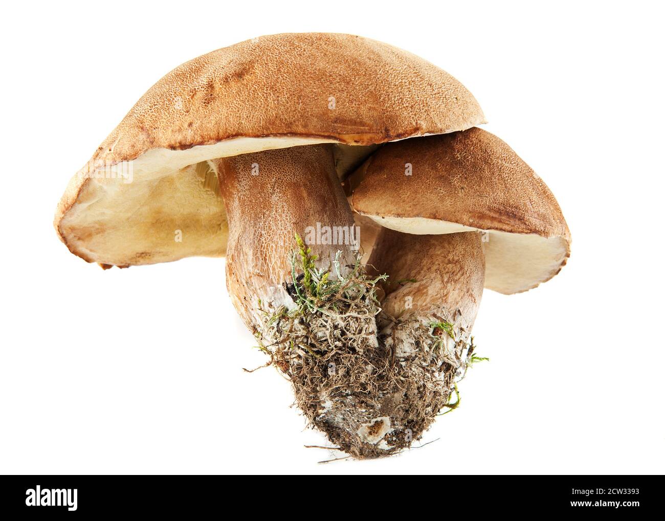 A pair of Summer Cep Mushrooms (Boletus reticulatus) isolated on white ...