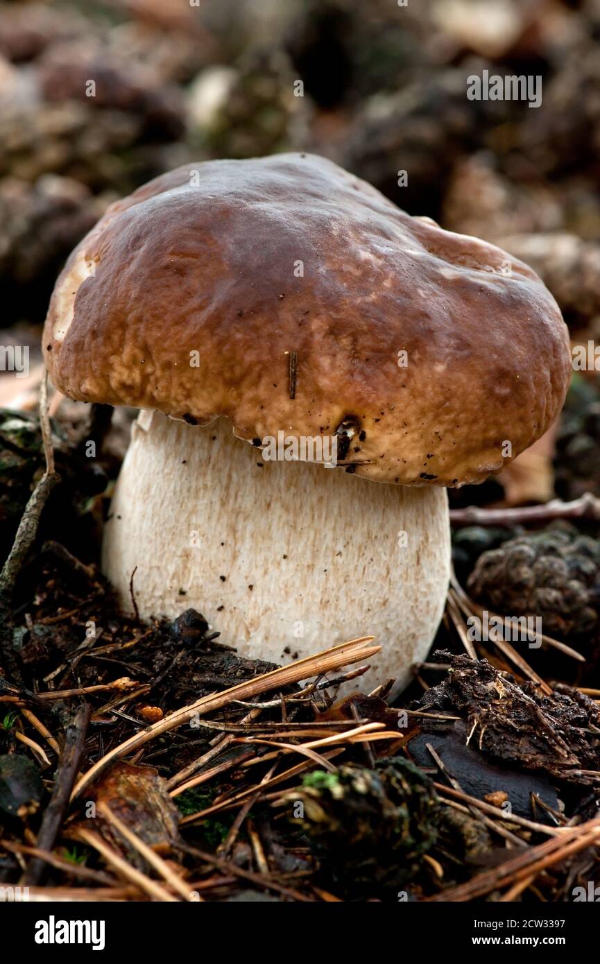 Beautiful fresh pine bolete (Boletus pinophilus) growing in the forest ...