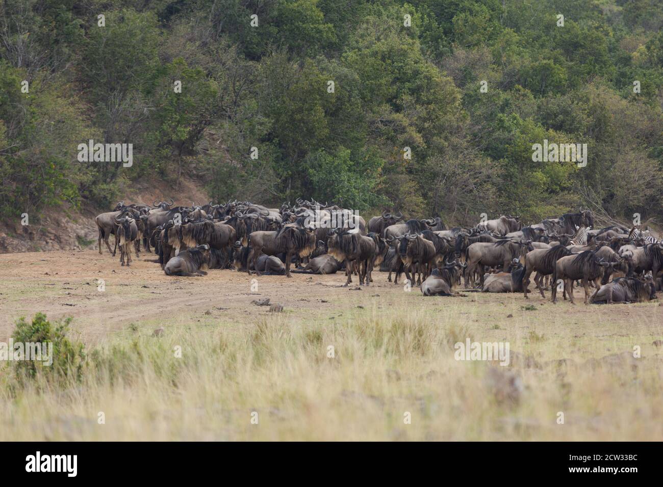Safari in East Africa plains Stock Photo - Alamy