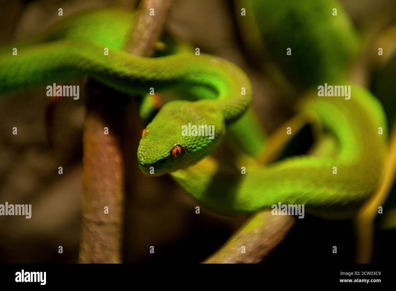 Green eyelash viper snake hi-res stock photography and images - Alamy