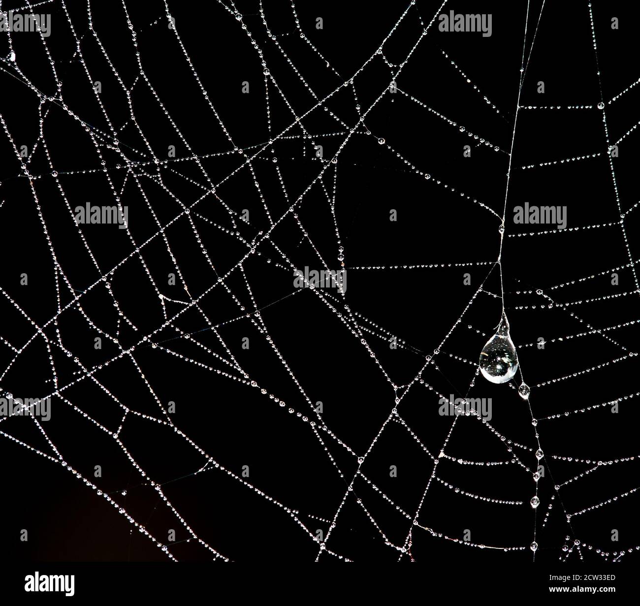 Beautiful pearl necklace made of drops of dew on the spider web. Macro ...