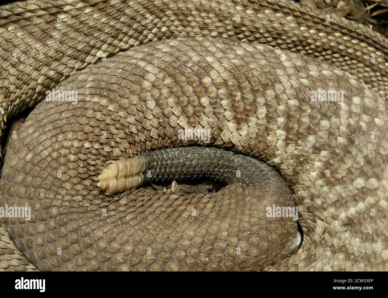 Rattle body hi-res stock photography and images - Alamy