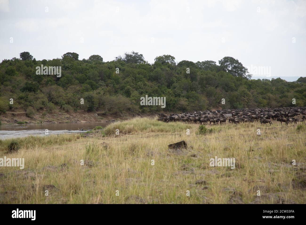 Safari in East Africa plains Stock Photo - Alamy