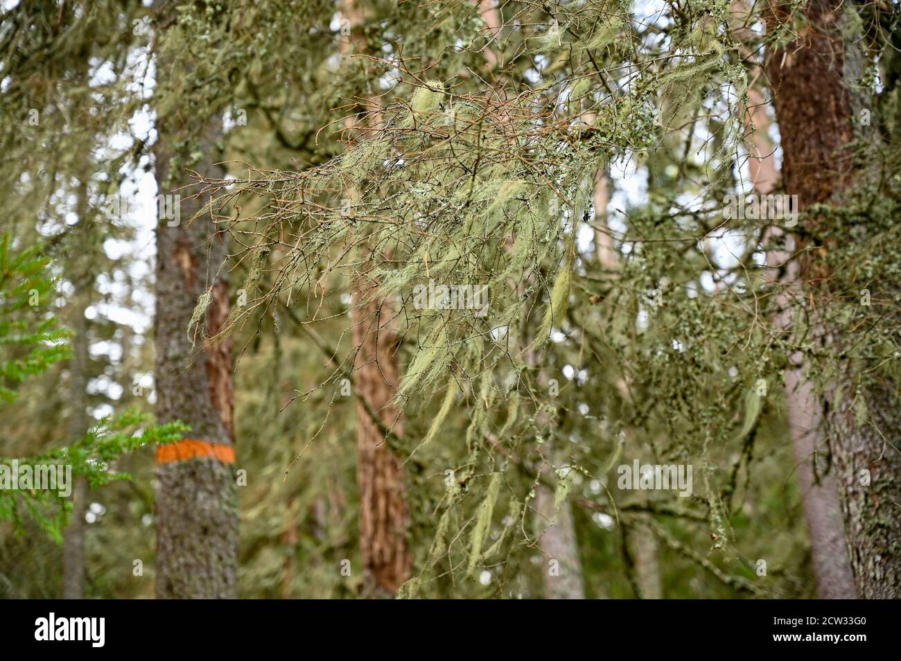 Lichen hanging from tree branch hi-res stock photography and images - Alamy