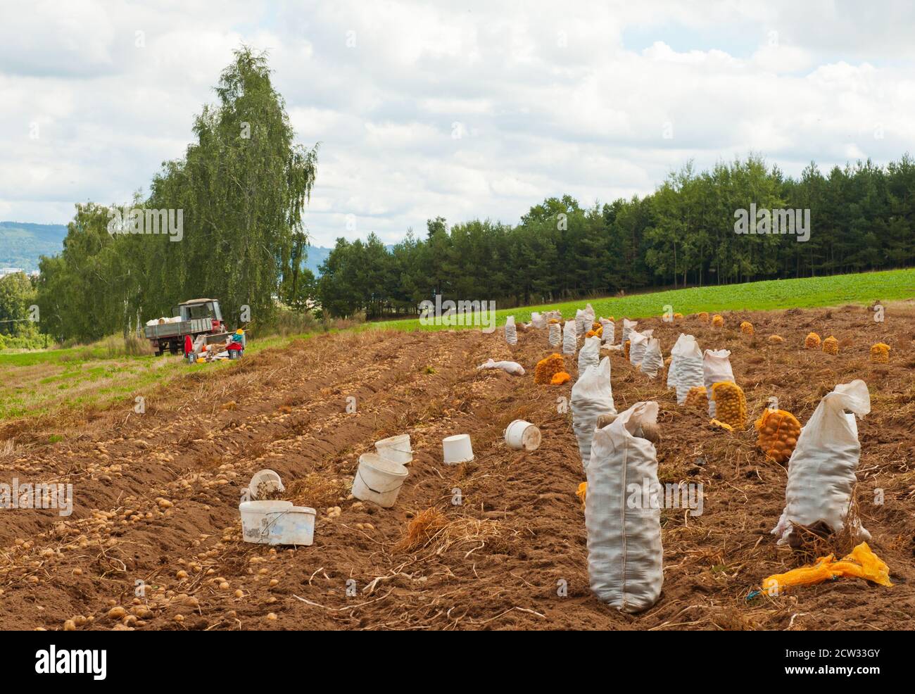 Picking ripe potatoes in the field. September Stock Photo - Alamy