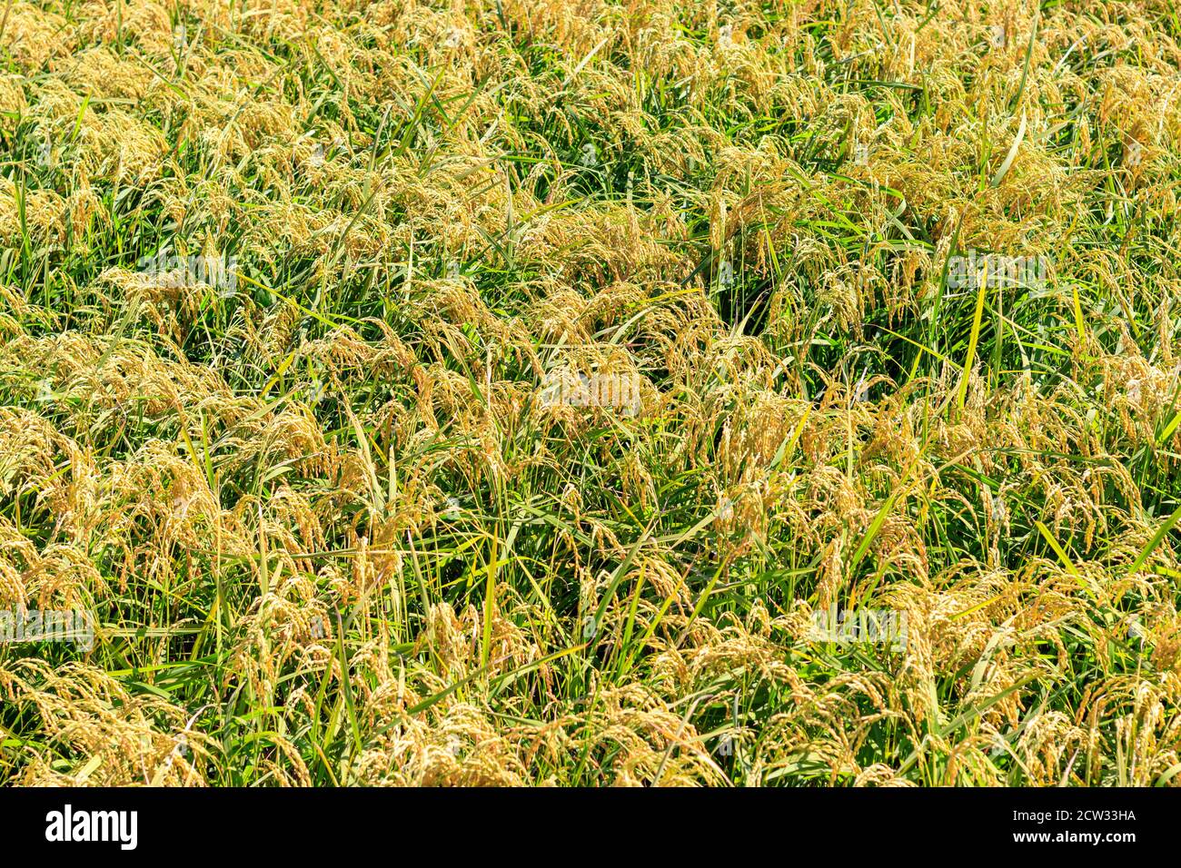 Korean traditional rice farming. Rice farming landscape in autumn. Rice ...