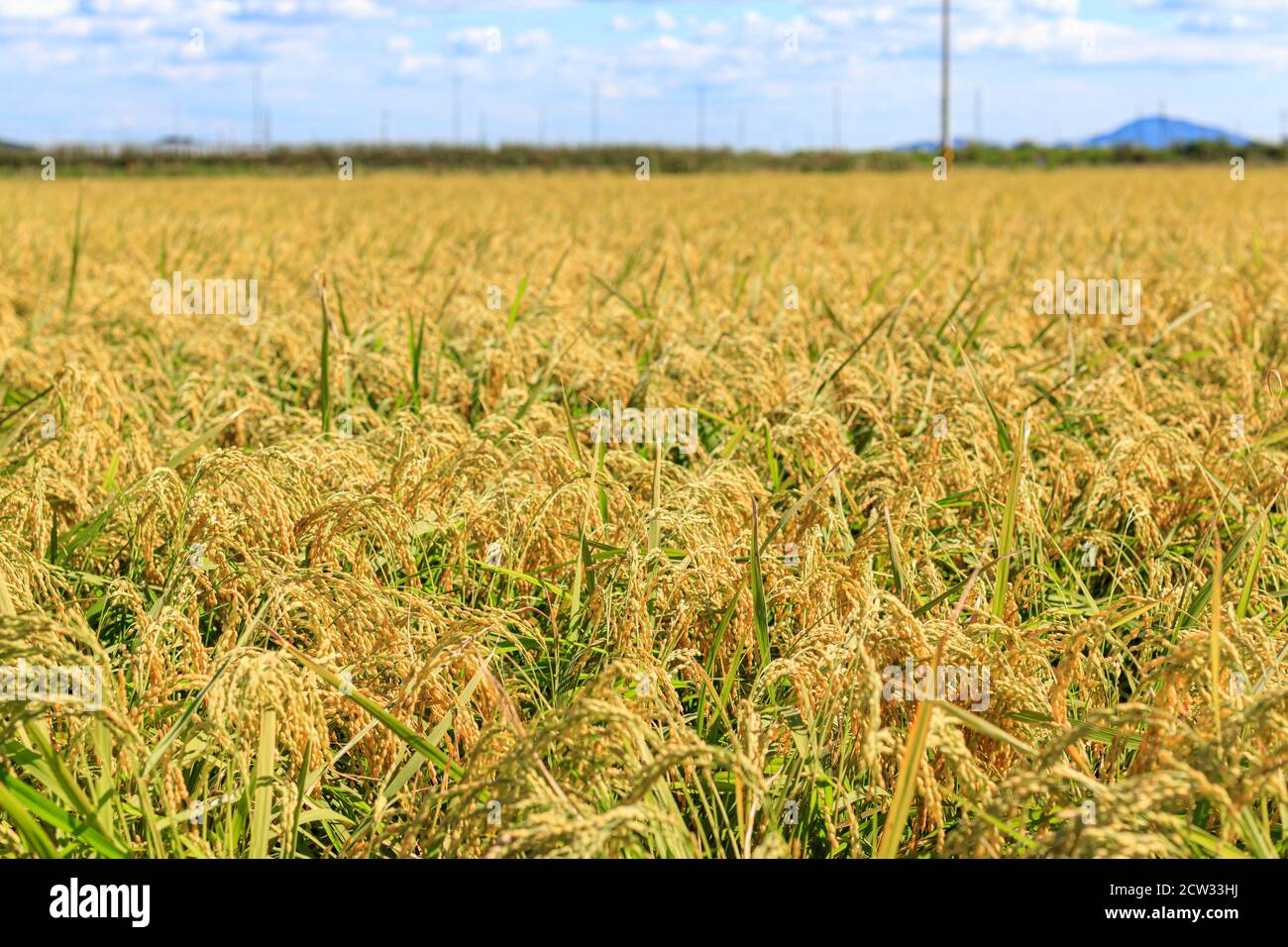 Korean traditional rice farming. Rice farming landscape in autumn. Rice ...