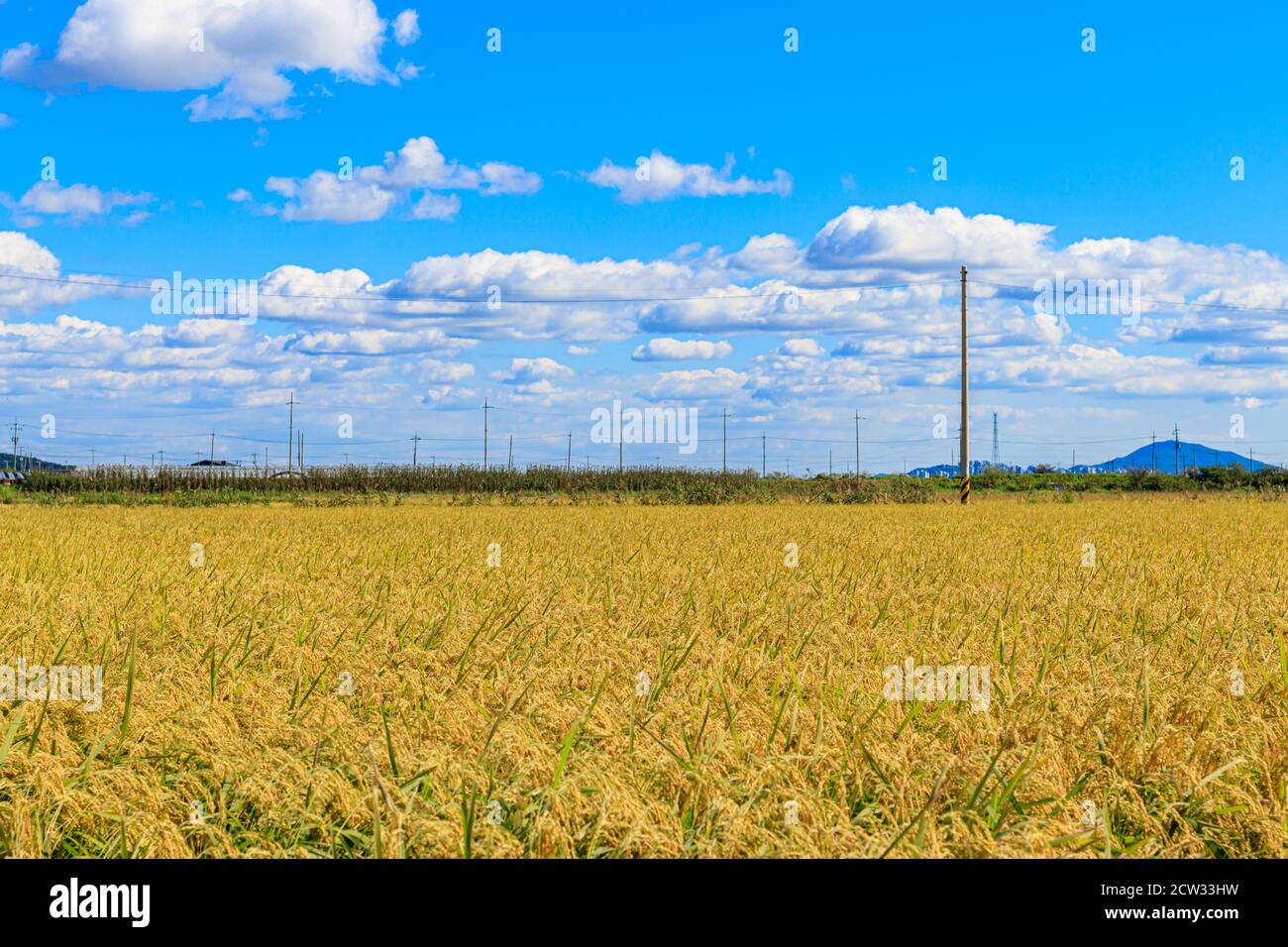 Korean traditional rice farming. Rice farming landscape in autumn. Rice ...