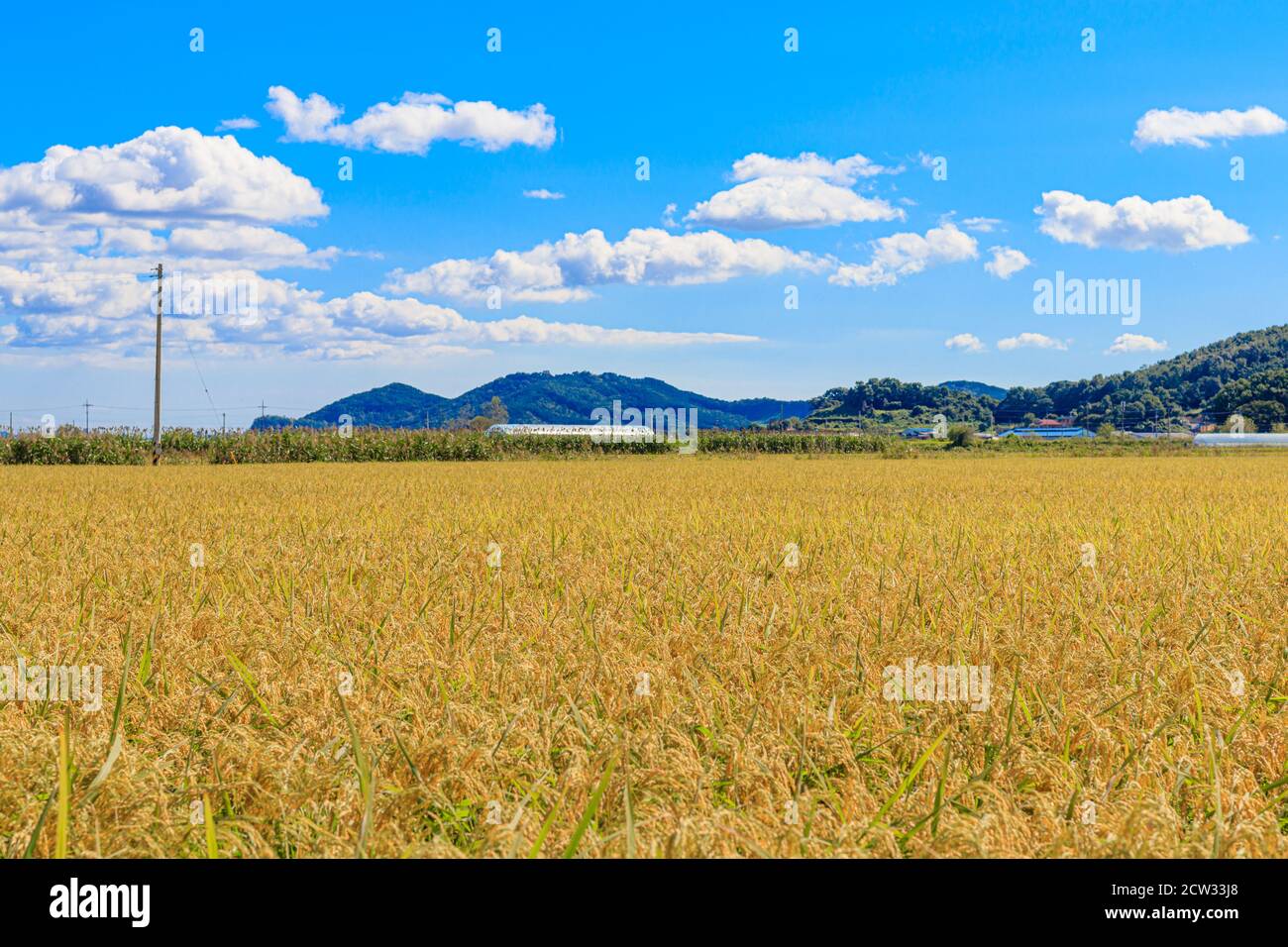 Korean traditional rice farming. Rice farming landscape in autumn. Rice ...