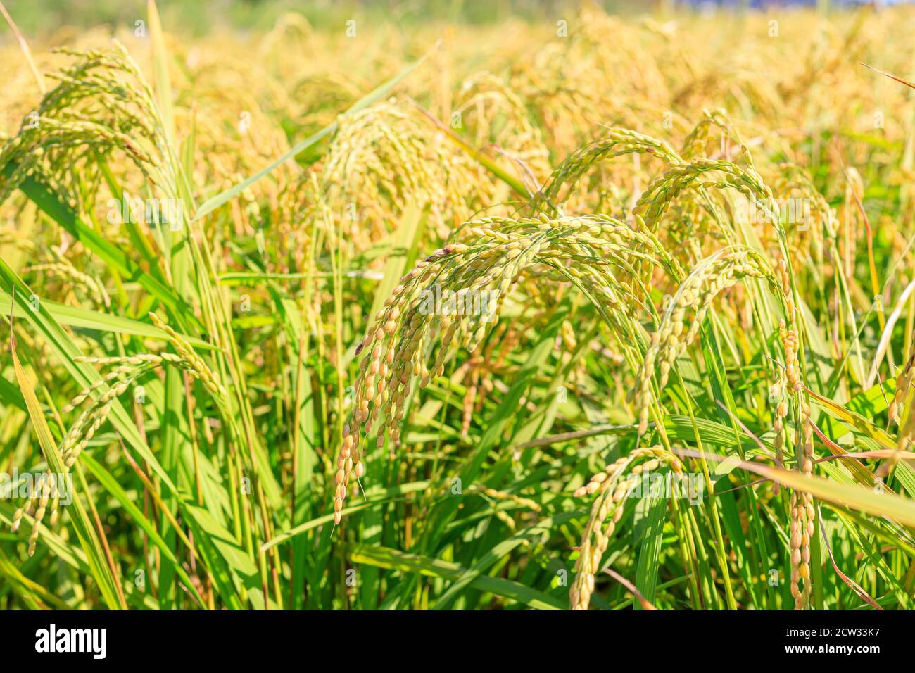 Korean traditional rice farming. Rice farming landscape in autumn. Rice ...