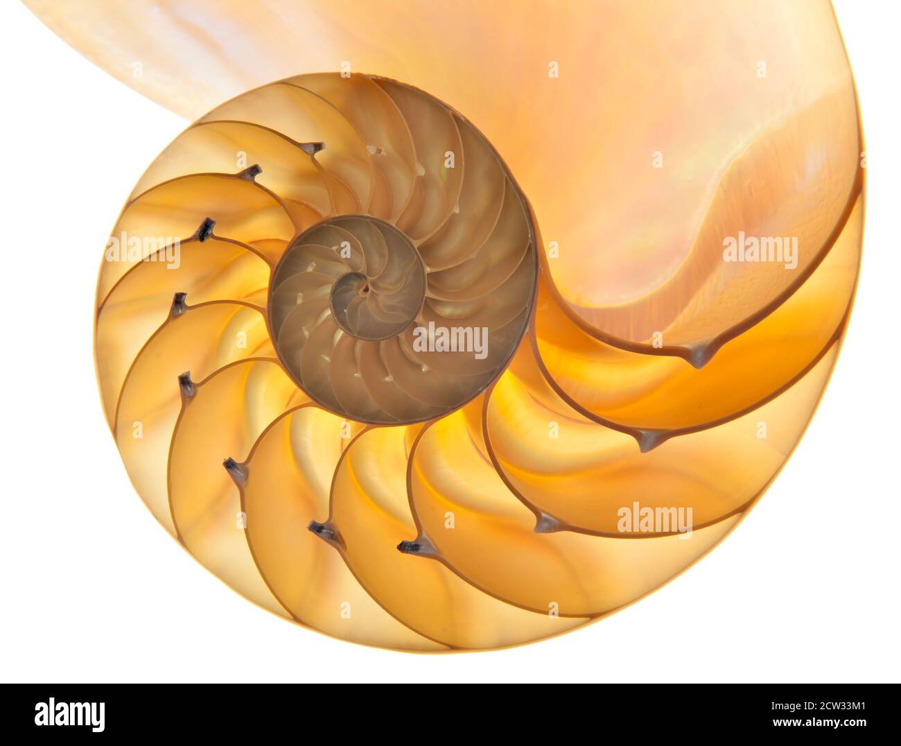 Detailed photo of a halved backlit shell of a chambered nautilus ...