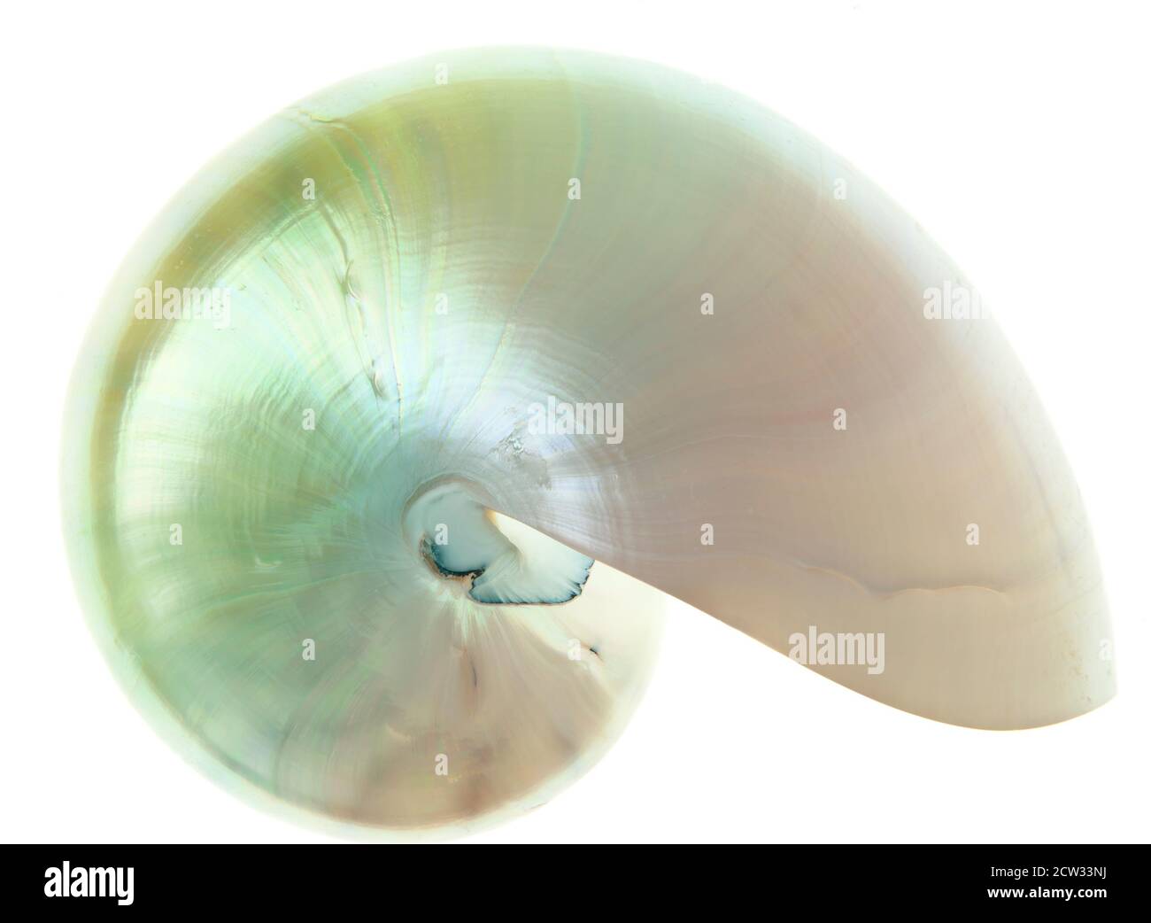 Chambered nautilus Cut Out Stock Images & Pictures - Alamy