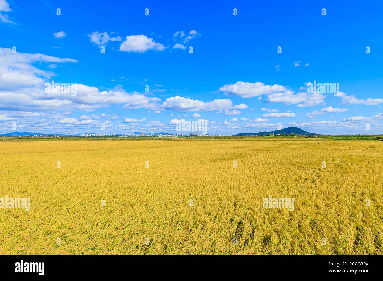 Korean traditional rice farming. Rice farming landscape in autumn. Rice ...